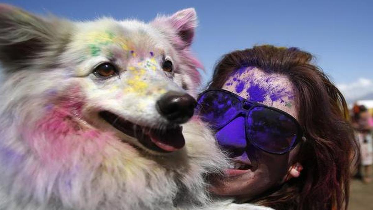 Stand by your pets this Holi - The Hindu