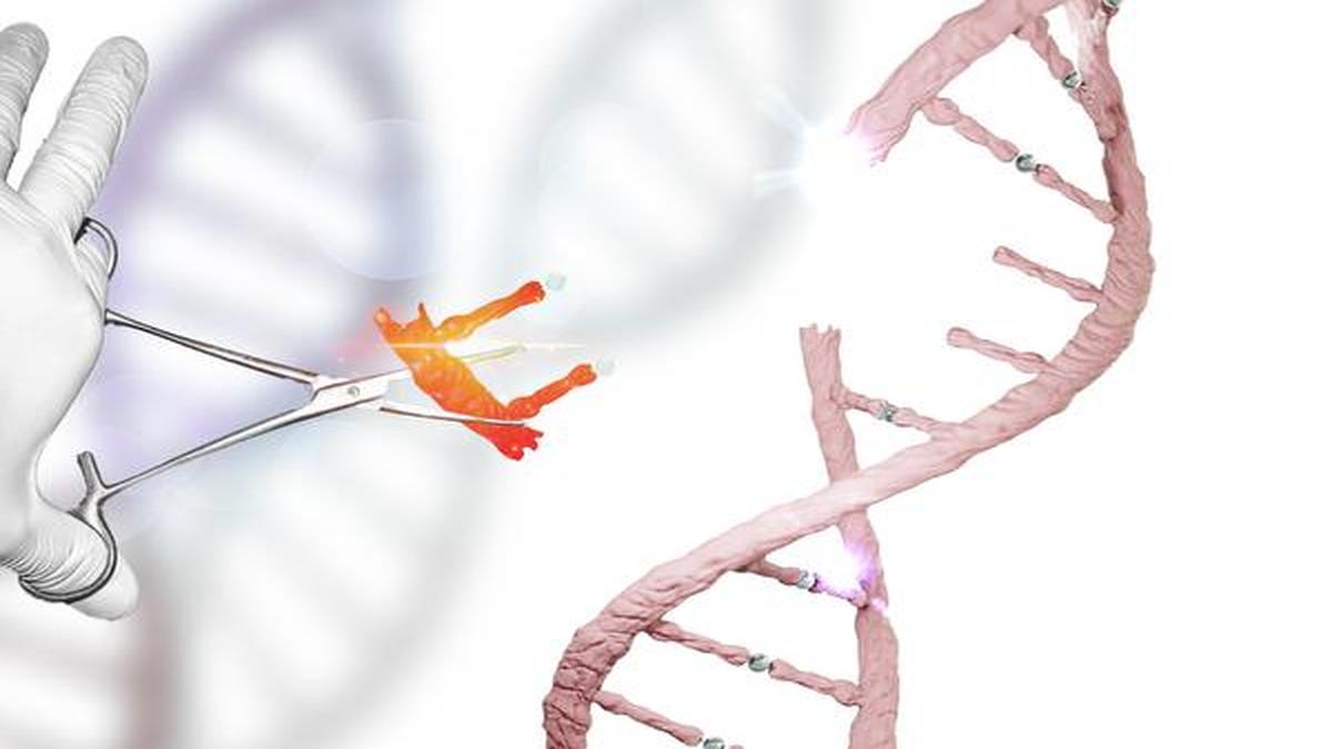How safe is CRISPR? - The Hindu