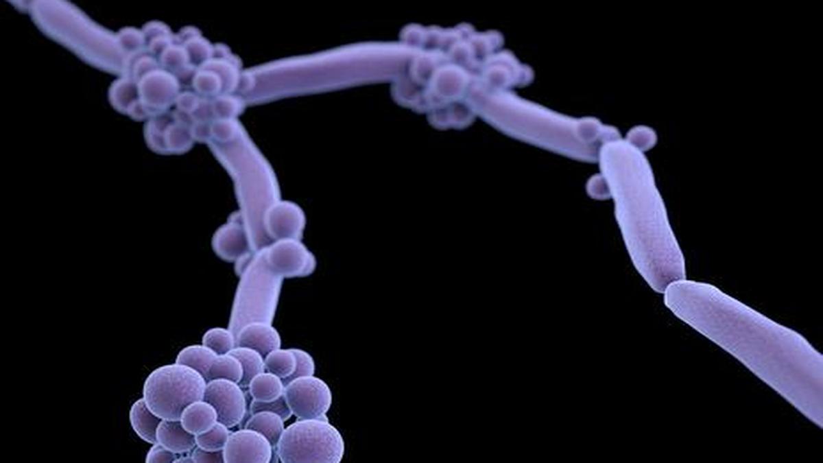 The stealth superbug, decoded - The Hindu