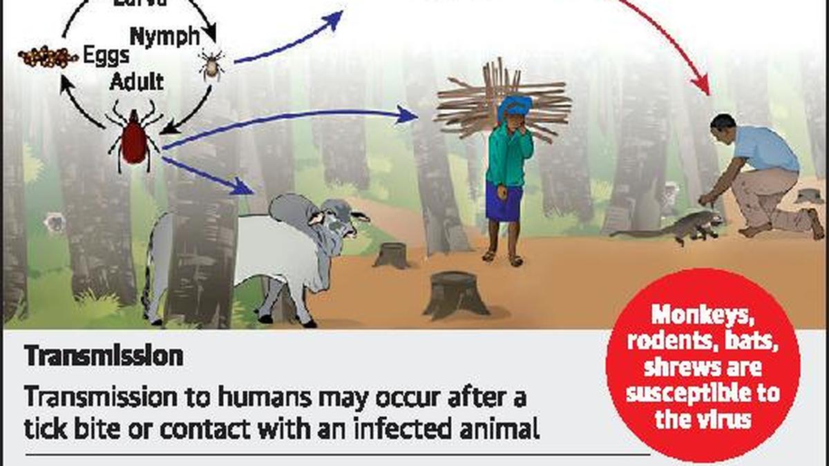 Monkey fever grips Goa’s Sattari taluka, 35 people infected - The Hindu