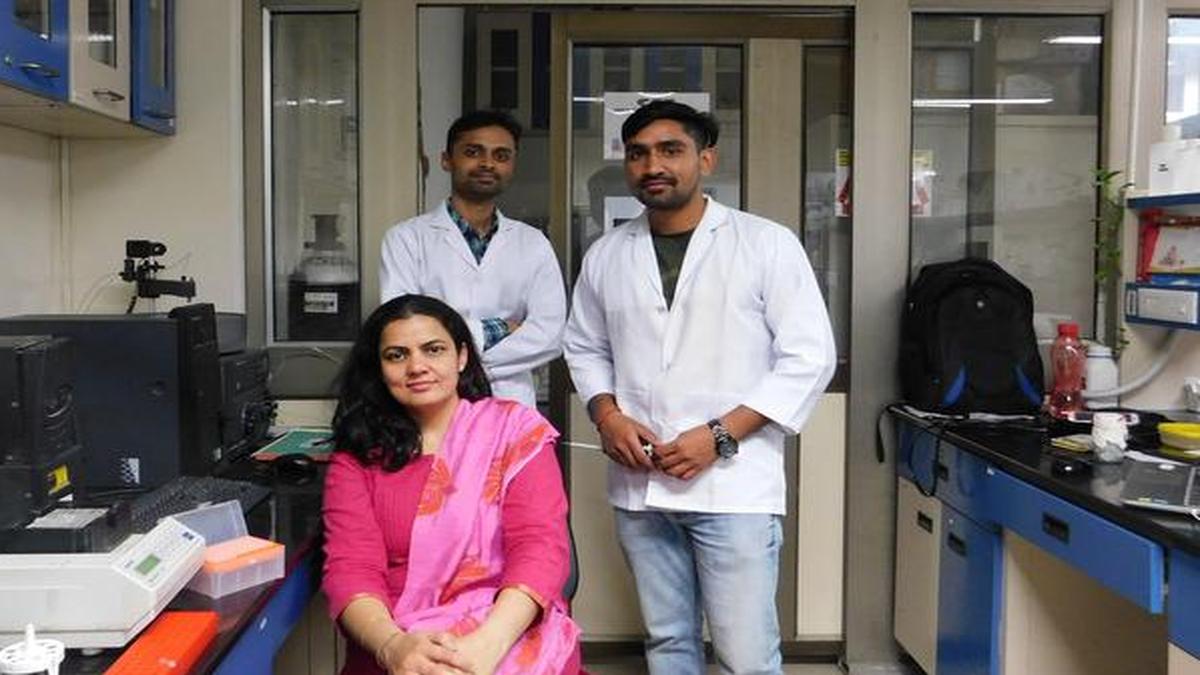 IIT Roorkee develops a potent molecule to treat chikungunya - The Hindu