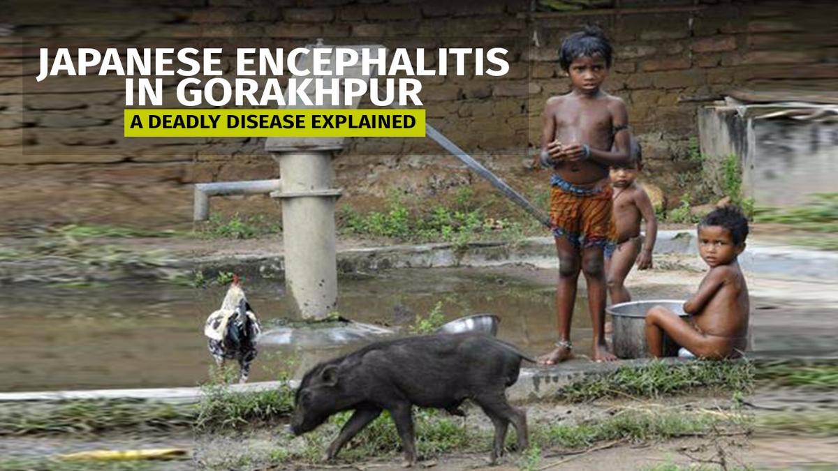 What is Japanese Encephalitis and why is it prevalent in Gorakhpur ...