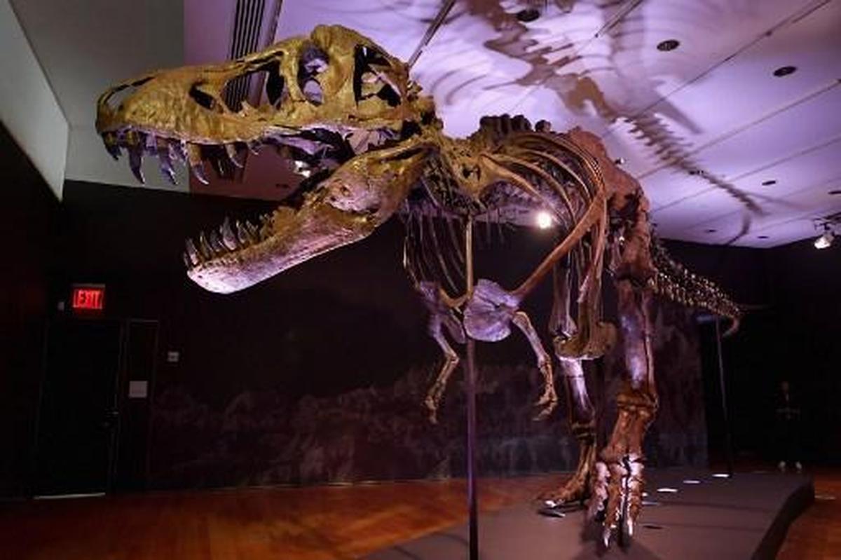 T-Rex fossil sells for record-breaking $31.8 million - The Hindu