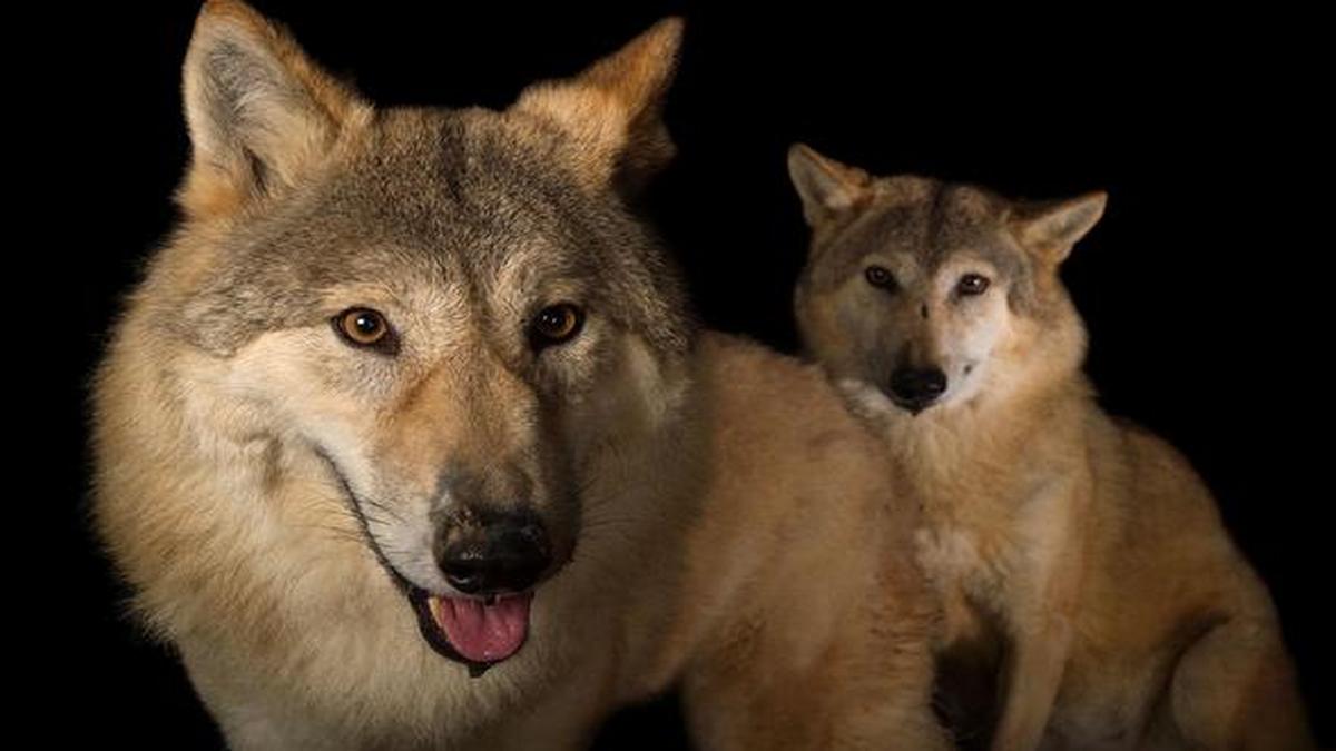 Himalayan wolves with hypoxia adaptation are separate species - The Hindu