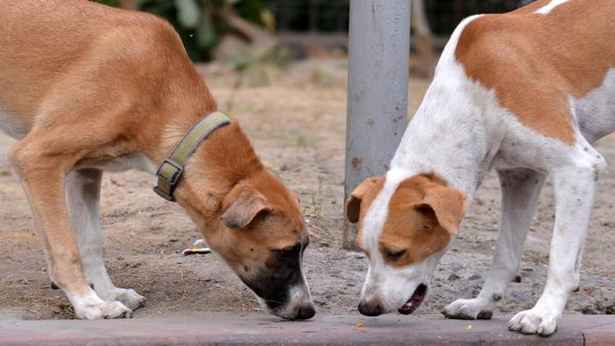 Stray dogs may have a natural ability to understand human gestures ...