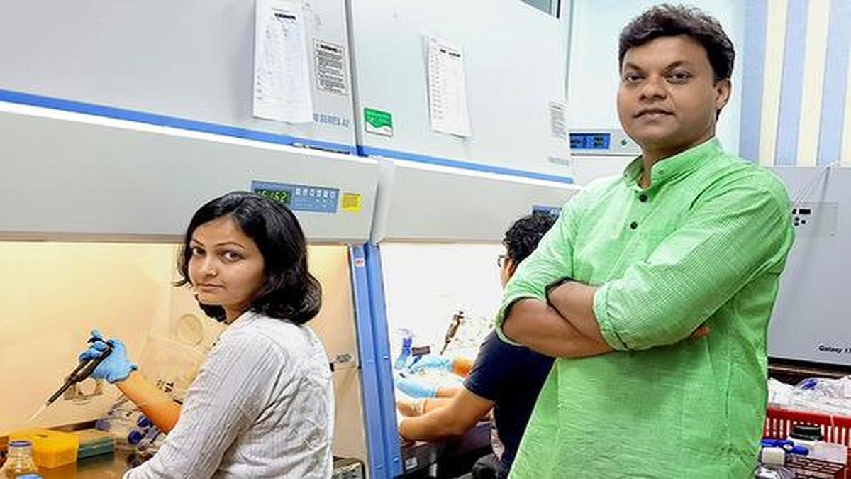 Silk-based bioactive wound dressing and skin graft - The Hindu