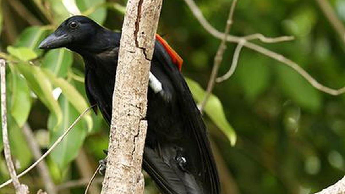 Crows can identify ‘tool-making stem’ - The Hindu