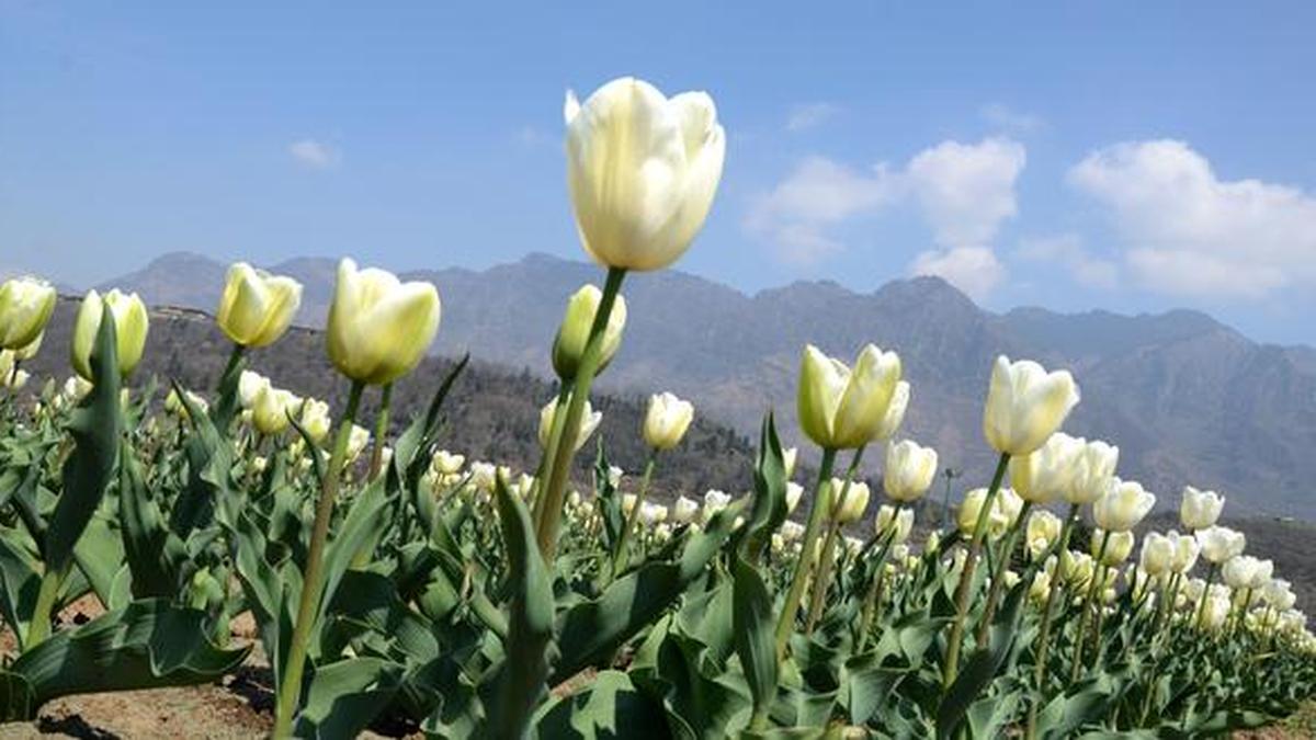 Decoded:How flowering plants conquered the world - The Hindu