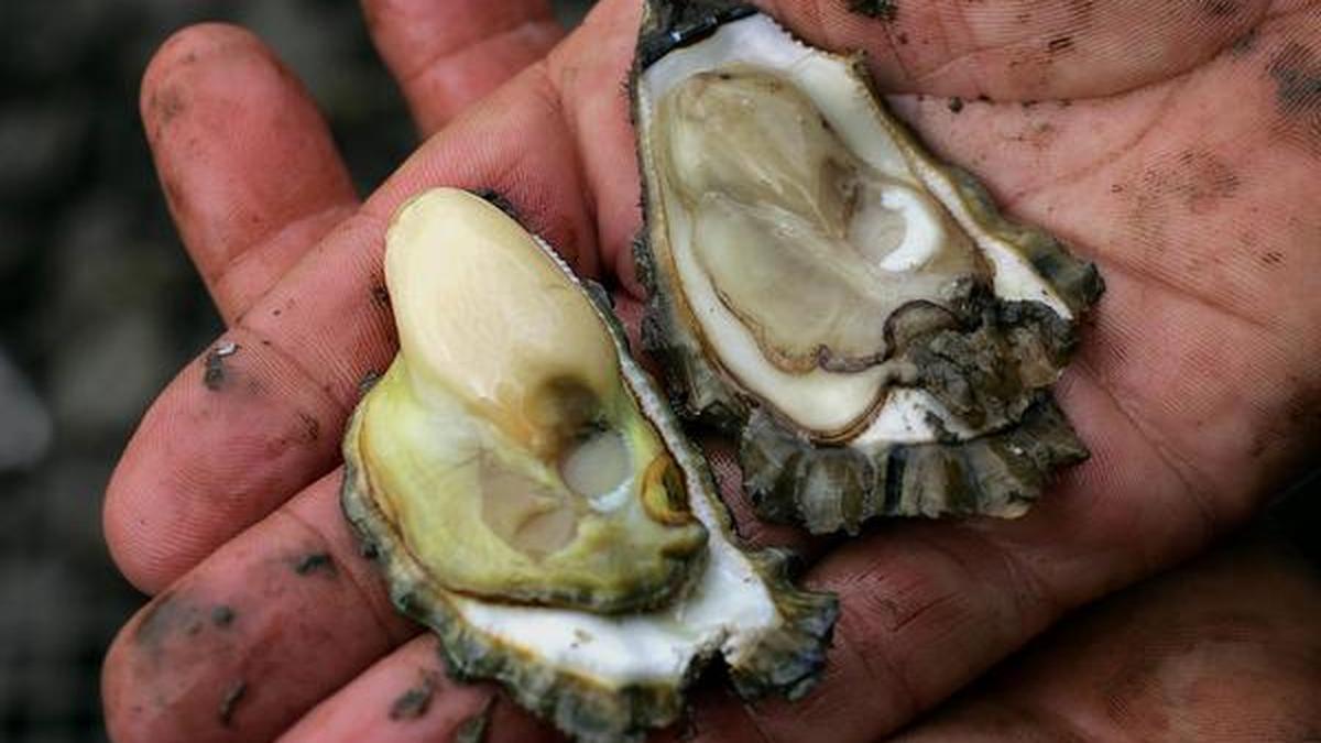 Oysters turn into pollution trackers - The Hindu