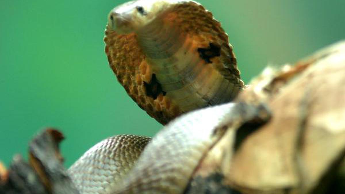 Genome of Indian cobra sequenced - The Hindu