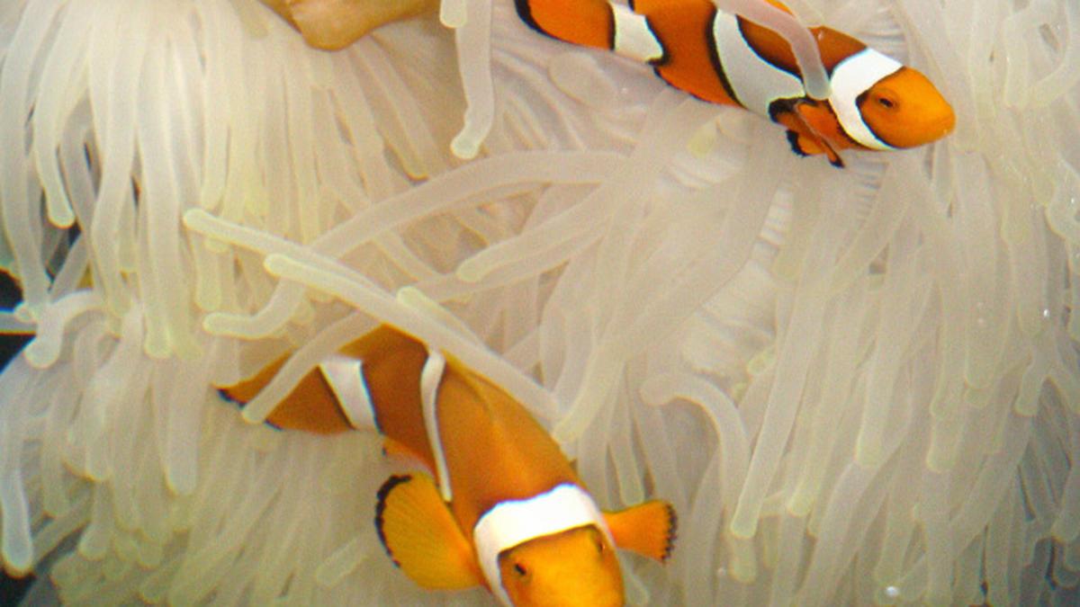 How Nemo got his stripes decoded - The Hindu