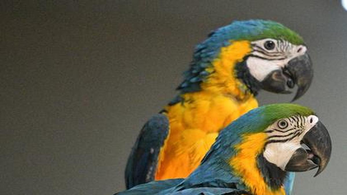 Parrots ‘blush’ when happily communicating - The Hindu
