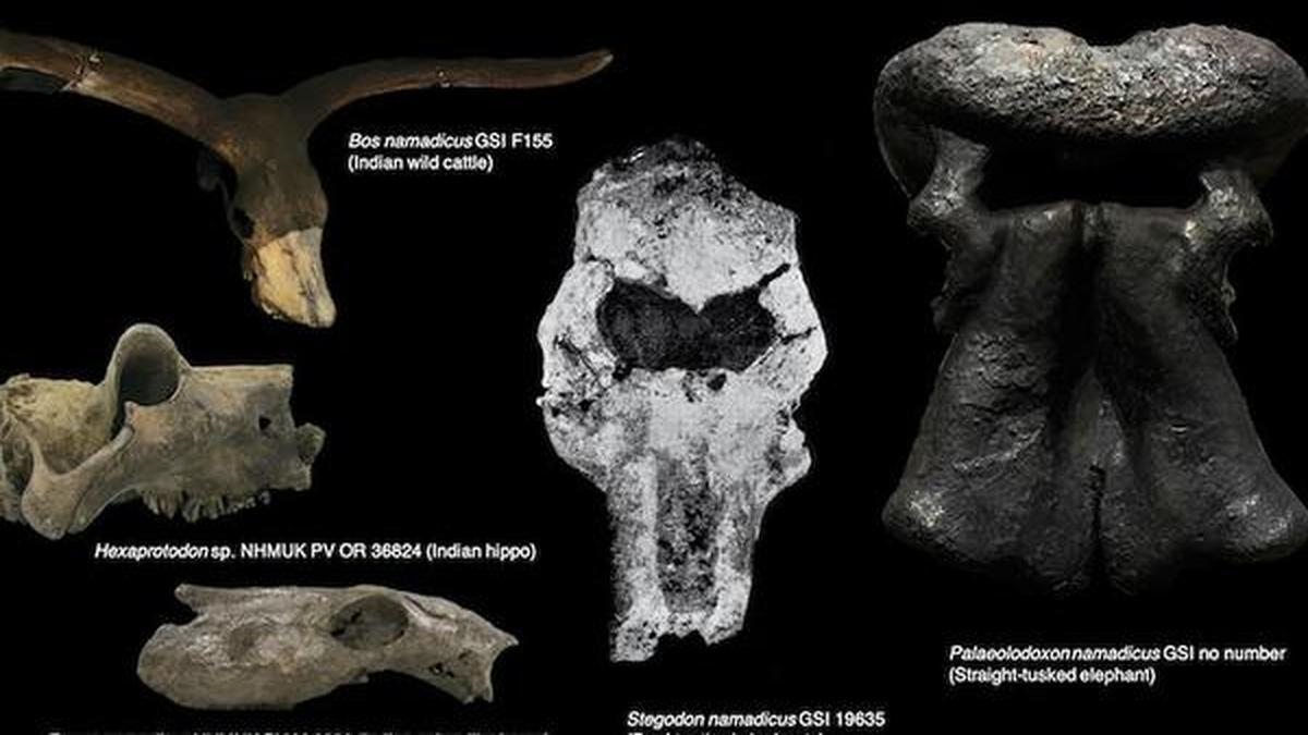 Why elephants and tigers did not go extinct in India - The Hindu