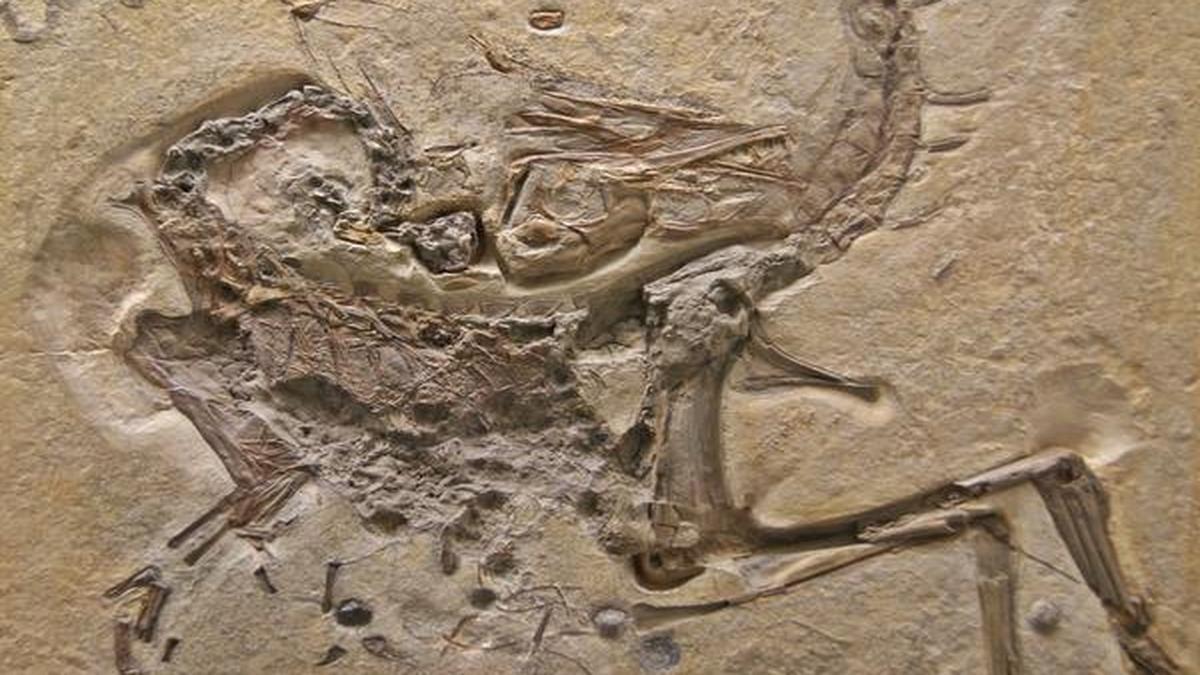 Research finds lizard inside fossilised dinosaur to be a new species ...