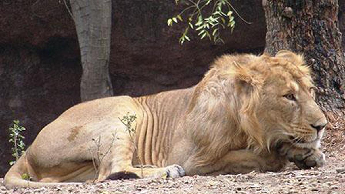 CCMB scientists sequence Asiatic lion genome - The Hindu CCMB scientists sequence Asiatic lion genome - The Hindu
