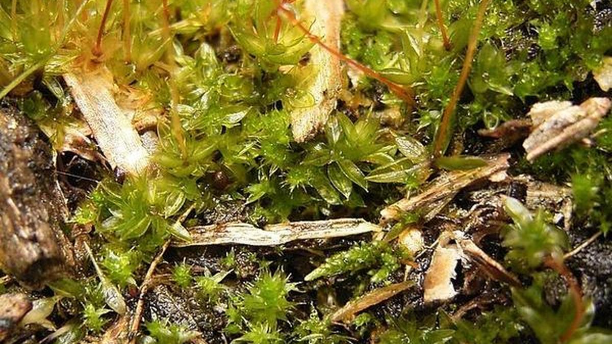 Moss that can remove lead from water identified - The Hindu