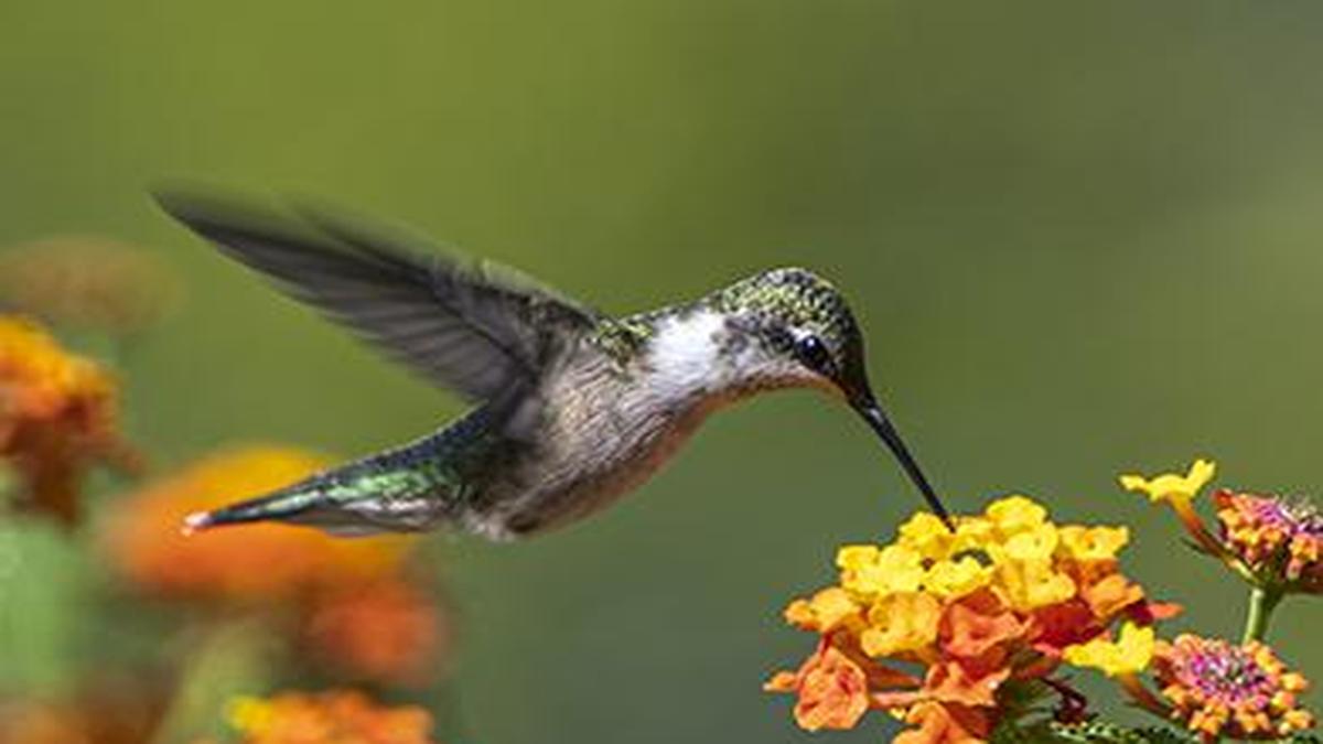 Question Corner: Why are hummingbirds called so? Do they hum? - The Hindu