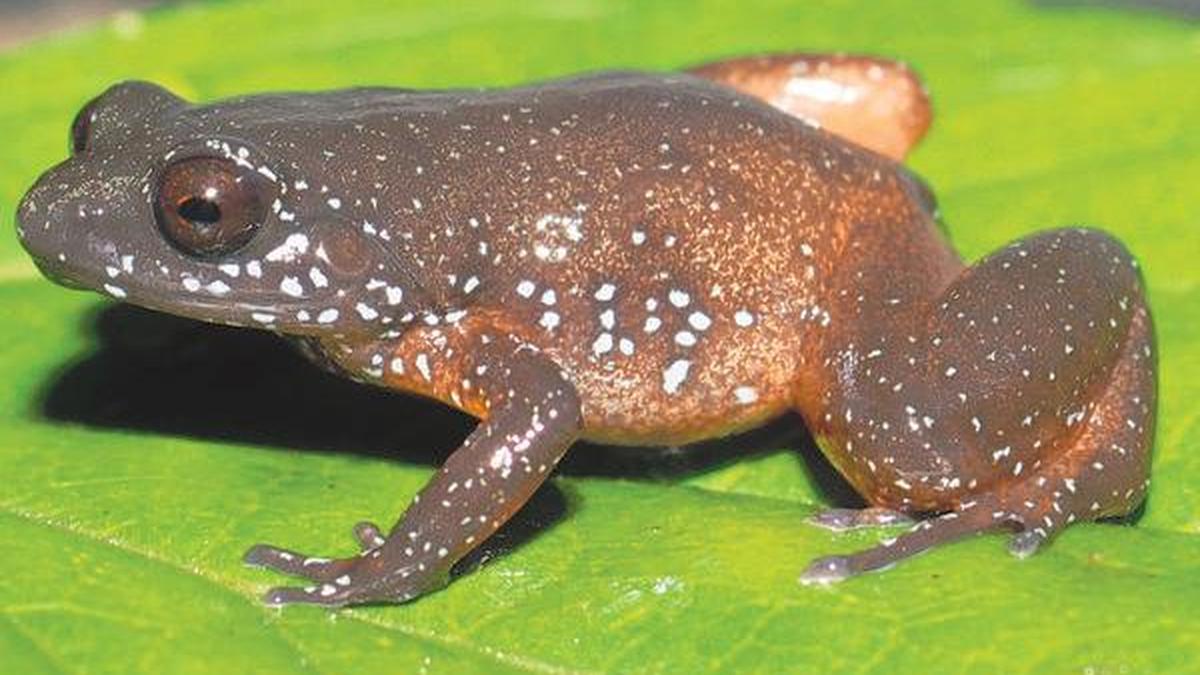 India’s newest frog evolved 60 million years ago - The Hindu
