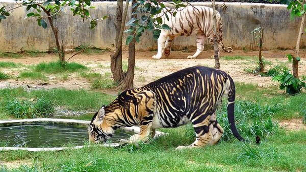 How and why these tigers in Odisha changed their stripes - The Hindu