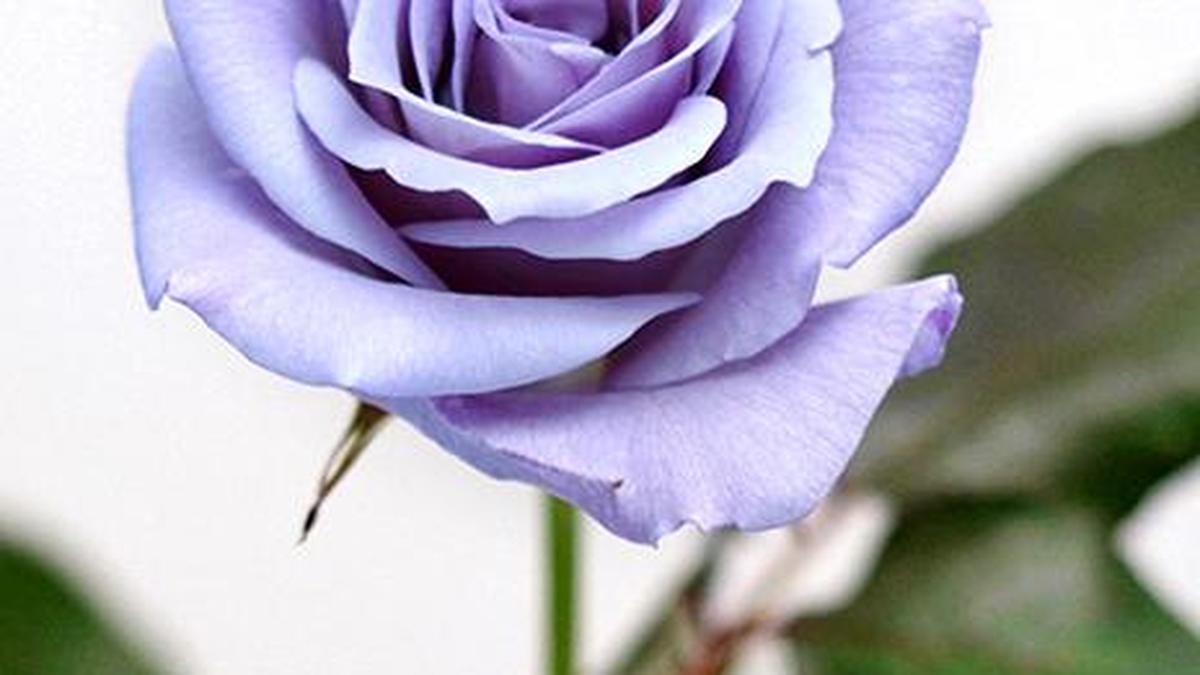 Blue roses may soon be grown in gardens - The Hindu