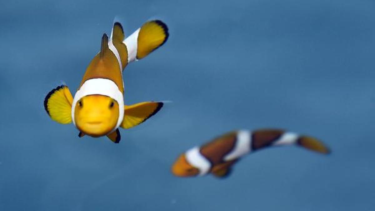 Breeding ‘Nemo’, saving mangroves - The Hindu