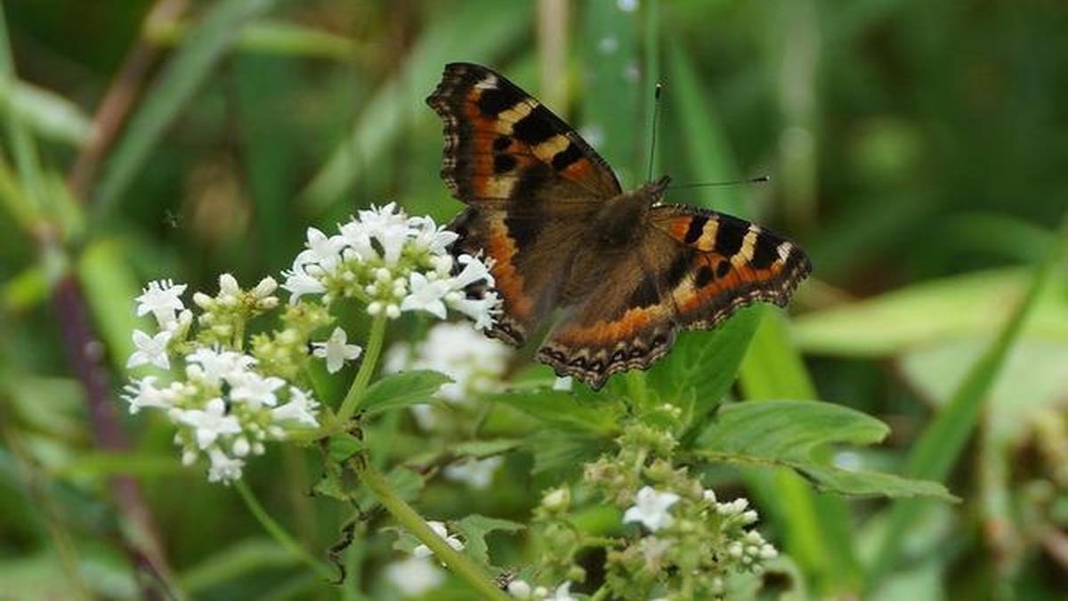 Sikkim sees surge in butterfly biodiversity - The Hindu