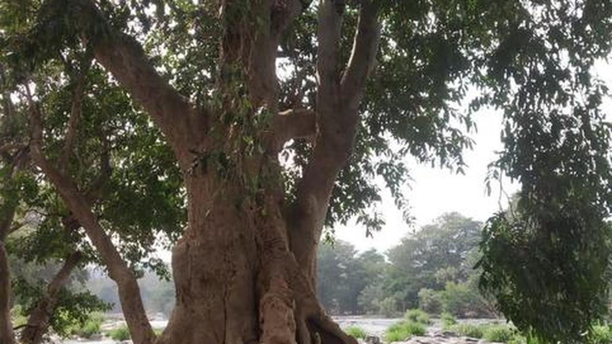 The arjuna, a keystone tree in Cauvery’s river-forests - The Hindu