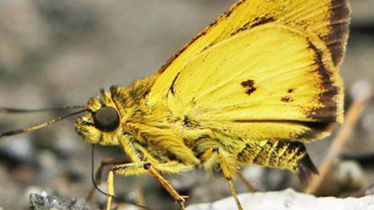 New species found in Sikkim’s Dzongu, the ‘land of butterflies’ - The Hindu
