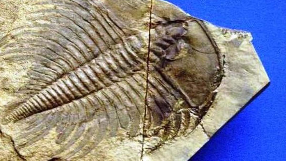 What we know about mass extinctions - The Hindu