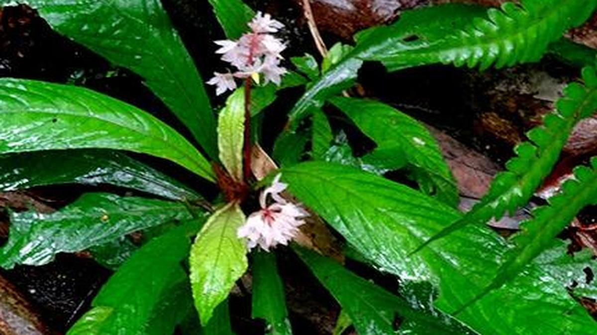 Tribe offers clues to hidden wonders of medicinal plant - The Hindu