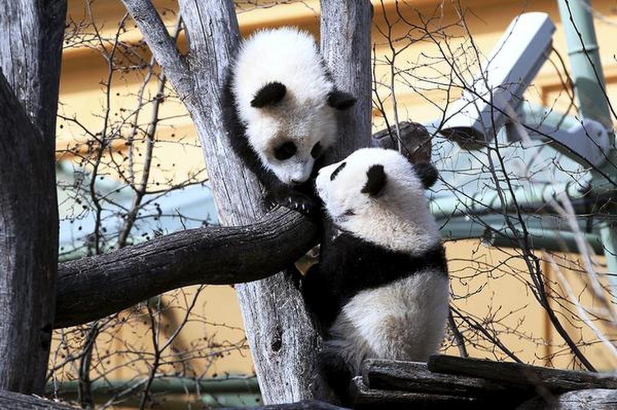 Why are pandas black and white? - The Hindu