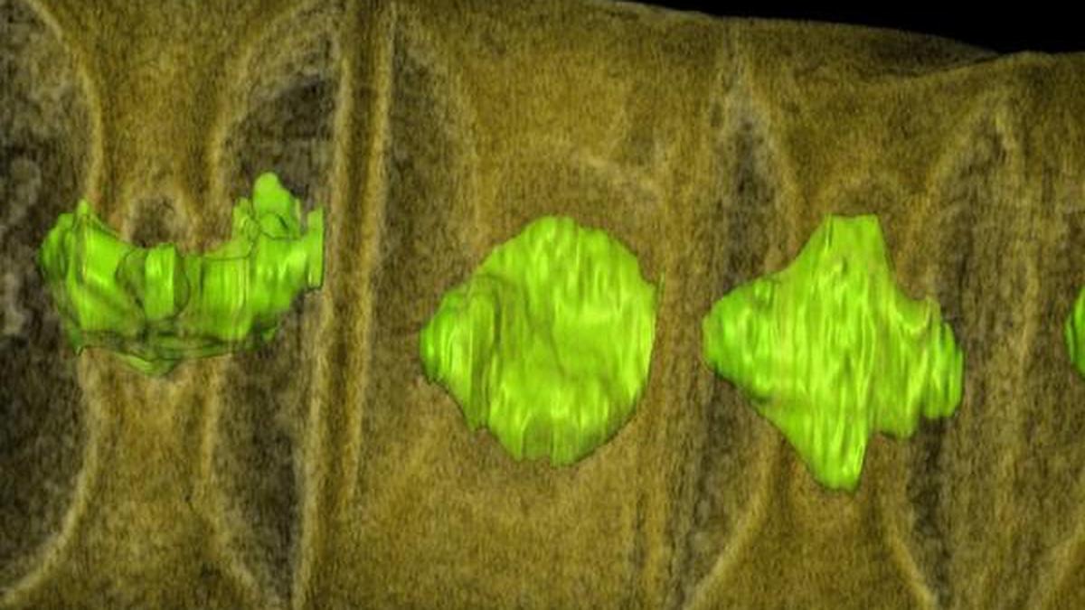 1.6-billion-year-old fossil find puts life into Indian geologist’s ...