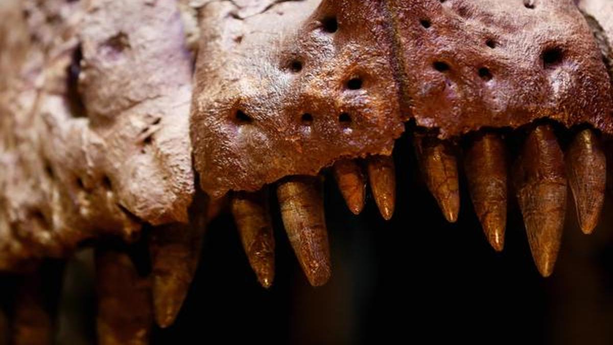 Secrets behind T-rex’s bone-crushing bites unveiled - The Hindu