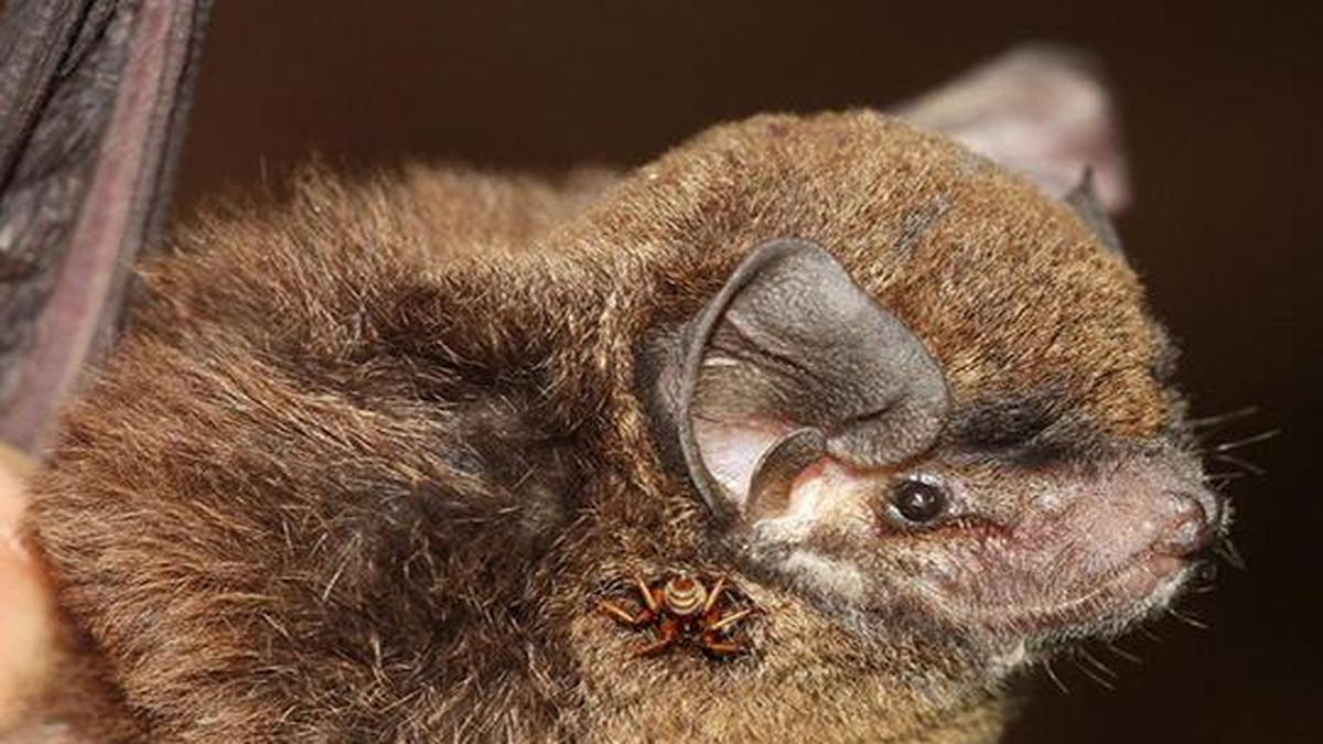 Tea plantations decrease bat diversity - The Hindu