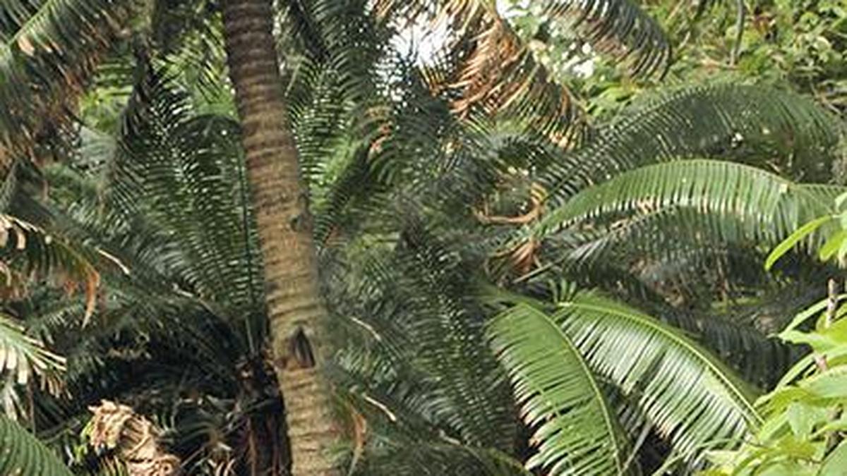 Two new species of Cycas found - The Hindu