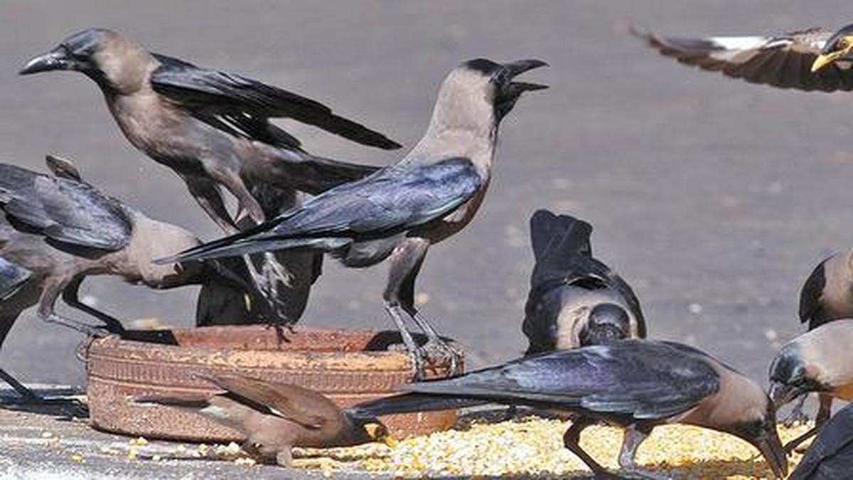 The humble crow is far smarter than we thought - The Hindu