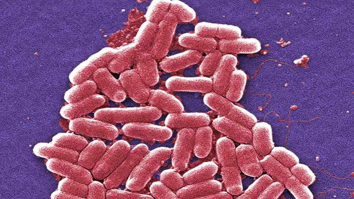 Novel compounds destroy biofilm-forming bacteria - The Hindu