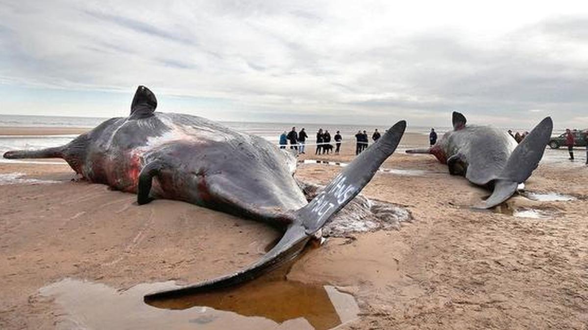 Solar storms may have caused beaching of whales - The Hindu