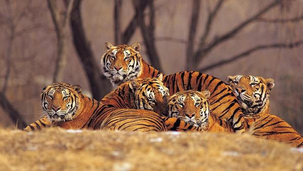 Tigers use corridors to traverse India-Nepal border - The Hindu