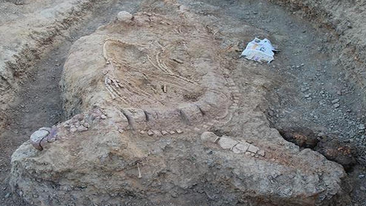 ‘Fish-lizard’ fossil from Kutch is a Jurassic first - The Hindu