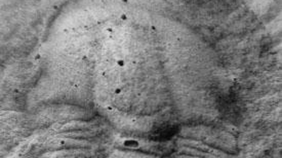 530 million-year-old fossil may contain world's oldest eye: study - The ...