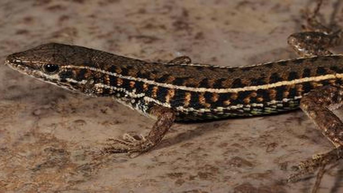 Lizard genes reveal grasslands’ antiquity - The Hindu