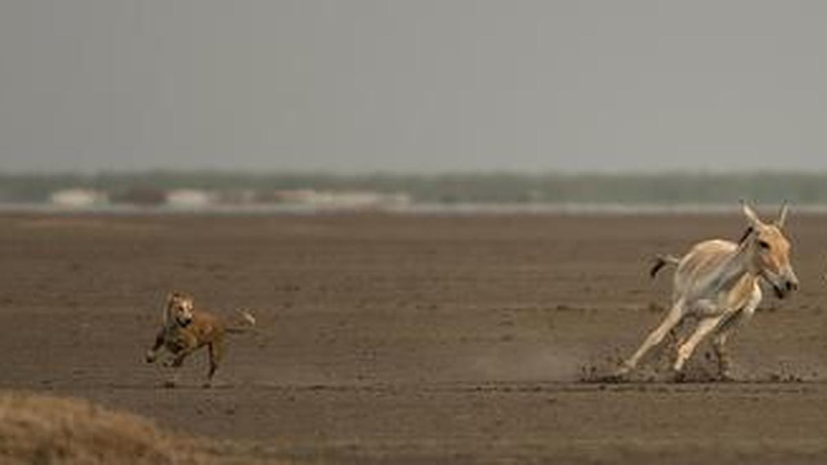 Dogs that have turned predators - The Hindu