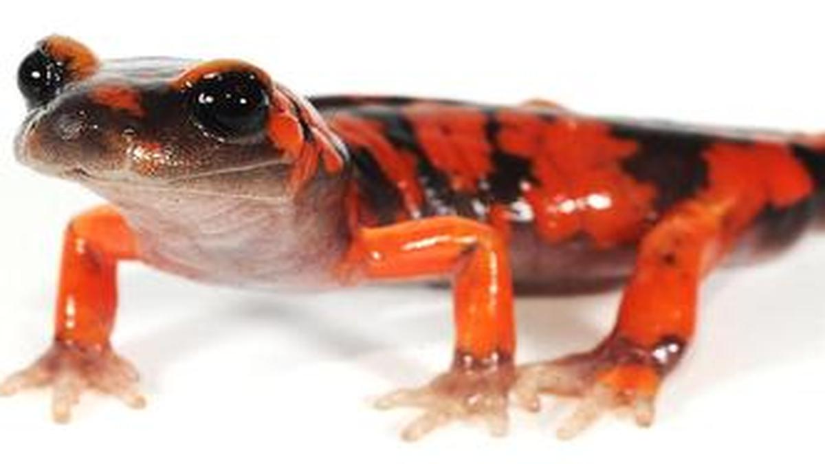 What the lizard and salamander can teach us - The Hindu