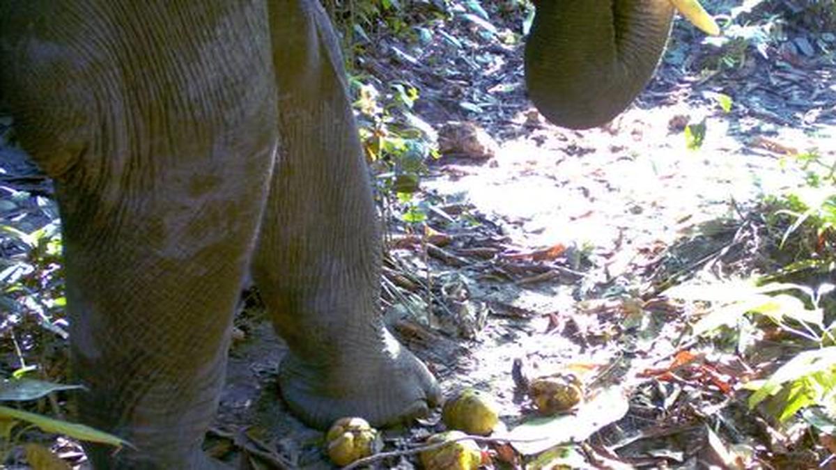 Elephants are irreplaceable seed dispersers - The Hindu
