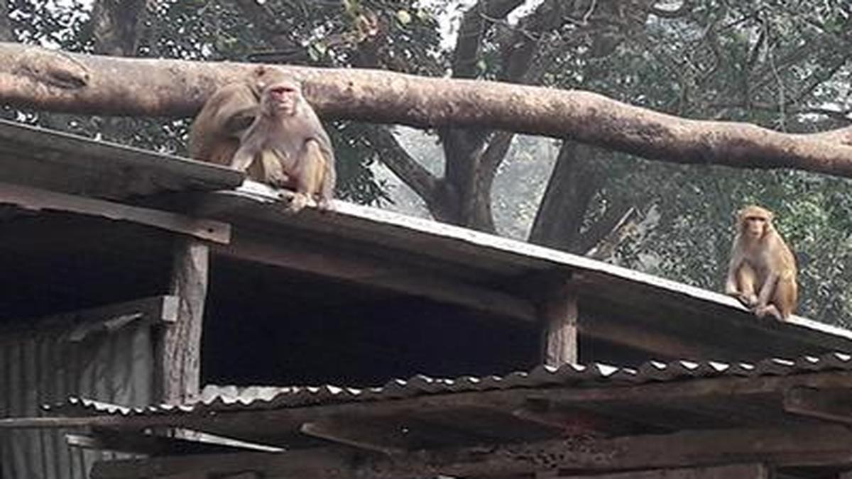How man, monkey influence each other - The Hindu