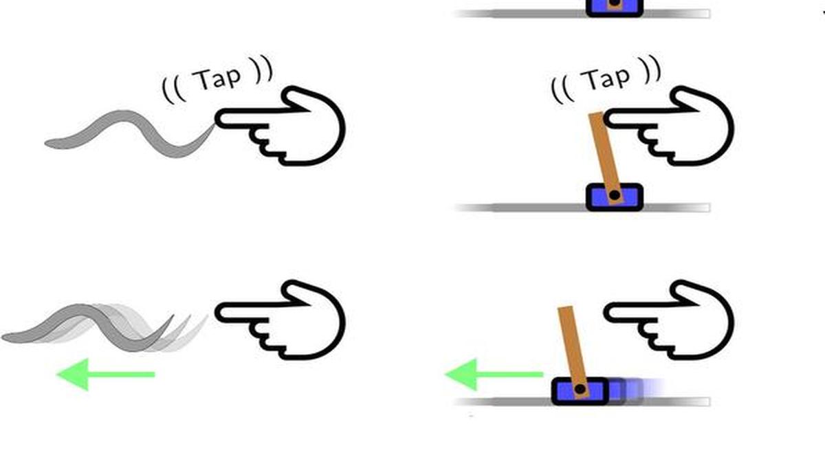 Now, a 'real worm' in virtual avatar - The Hindu