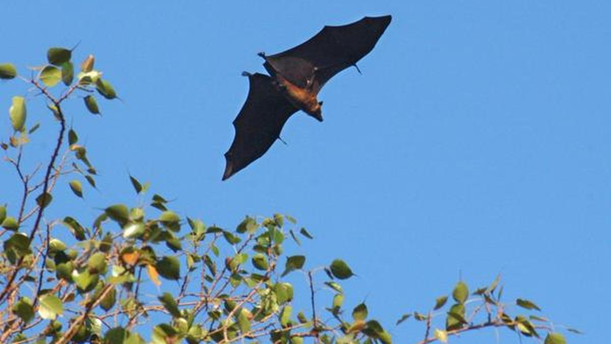 Bat genes holds secrets of longevity: study - The Hindu