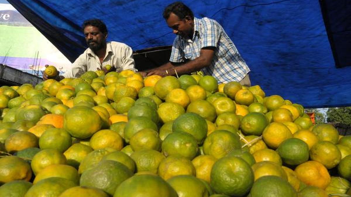 Himalayas, the birthplace of all citrus fruits of the world - The Hindu