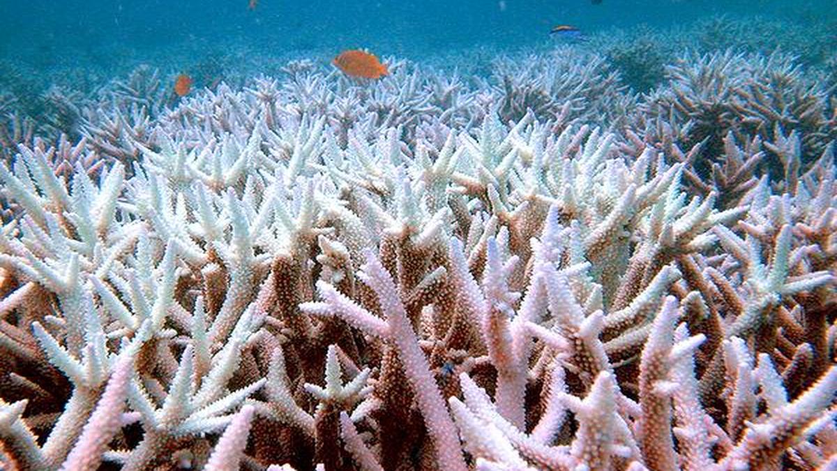 Coral sediments in oceans could dissolve by next century - The Hindu